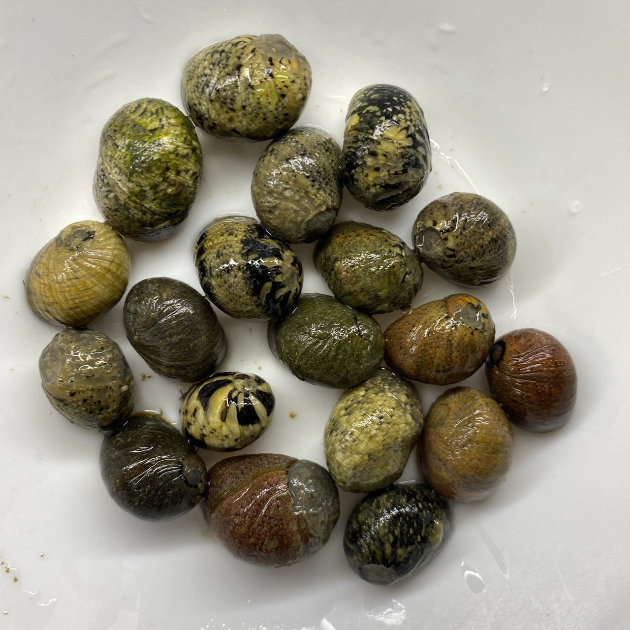 【汛潽】彩蛋螺 Clithon sp. zebra hone snail 🐌螺貝類