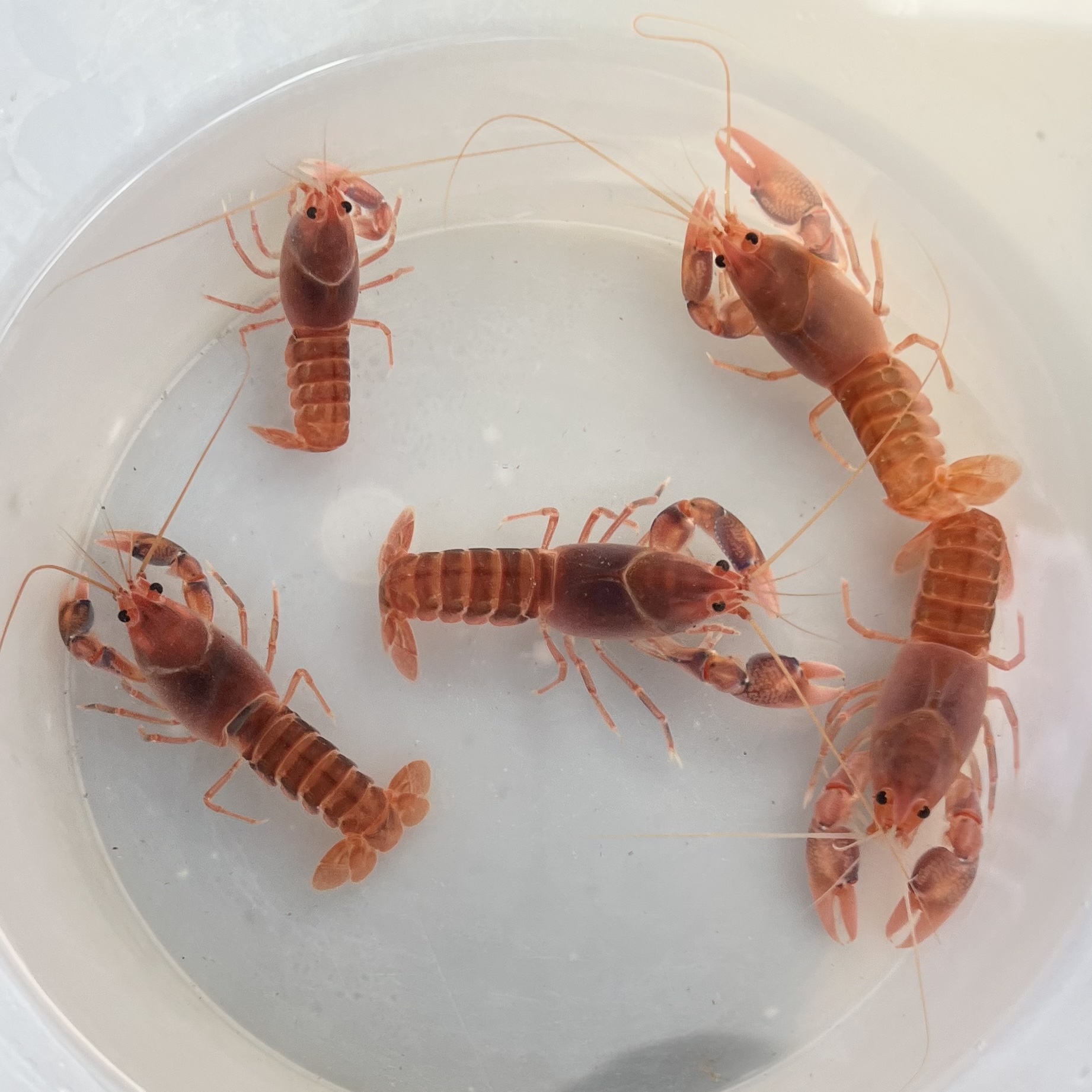 【汛潽】星際火山破壞者 Volcano Yabby 🦞螯蝦 觀賞蝦 Crayfish